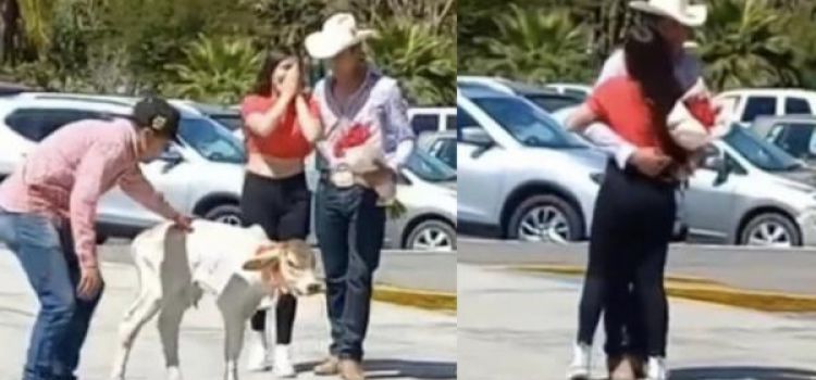 VIDEO: Joven regala un becerrito a su novia y se hace viral - Vale por México